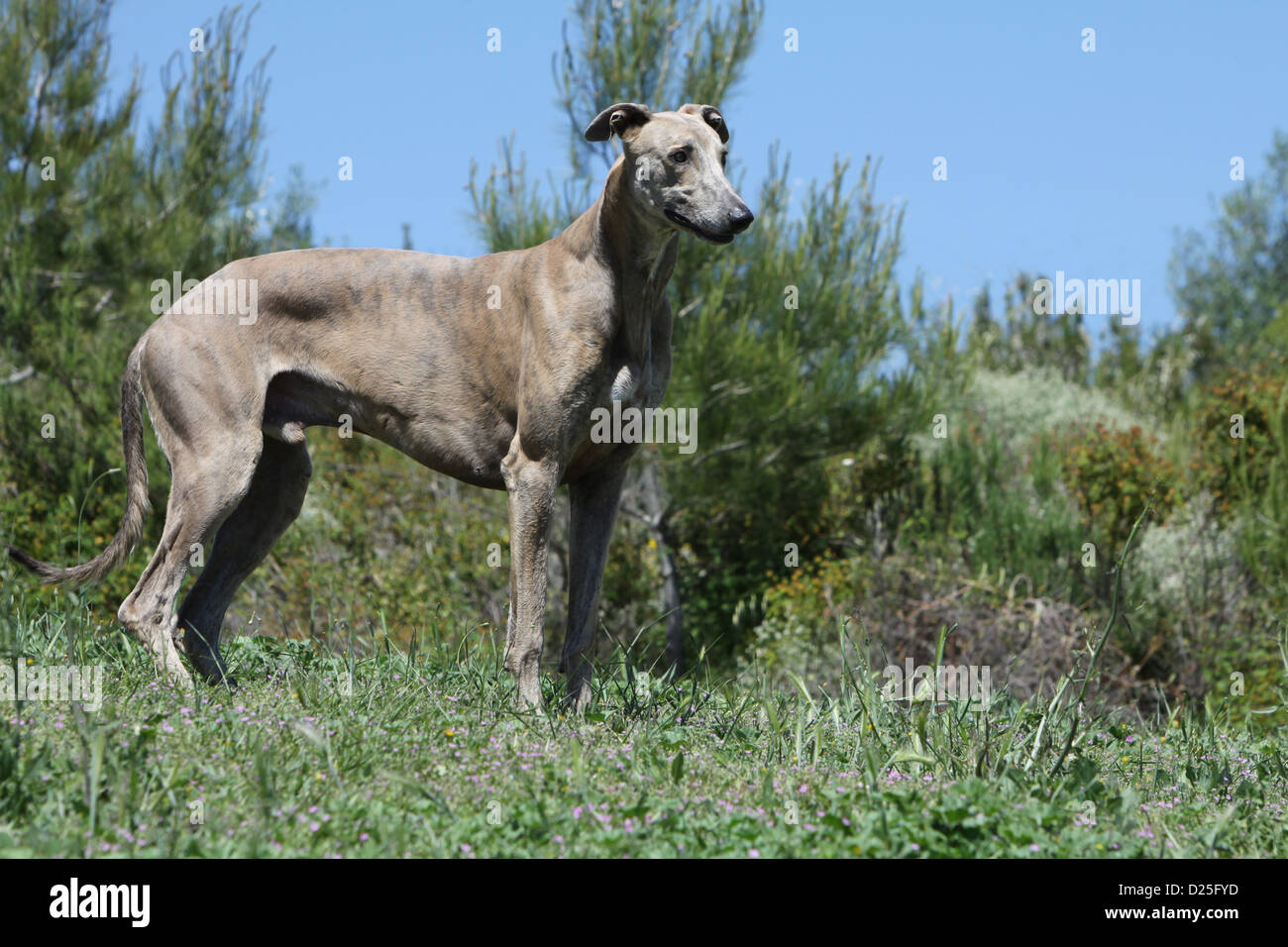 Dog English greyhound adult standard profile Stock Photo - Alamy
