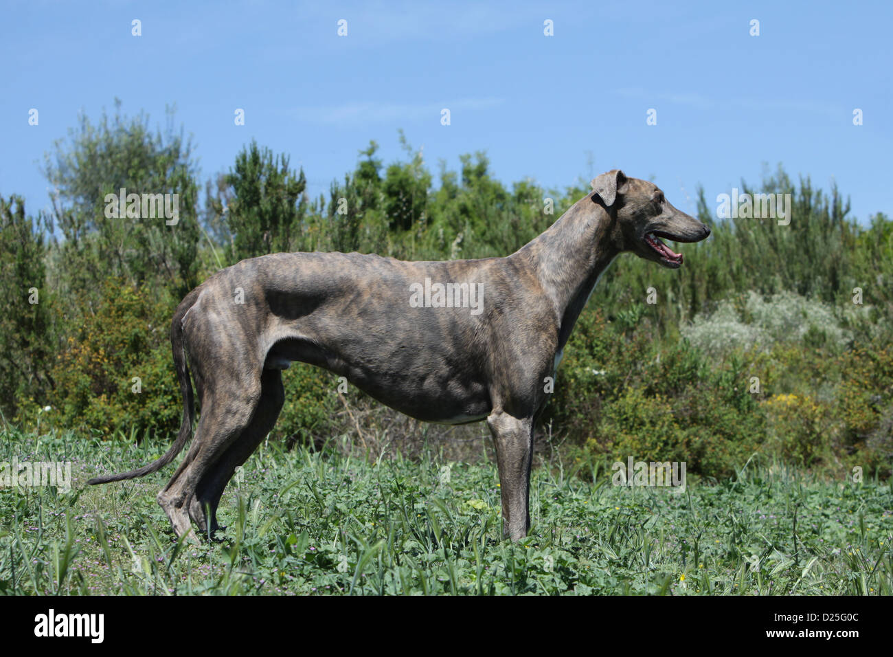 Dog English greyhound adult standard profile Stock Photo - Alamy