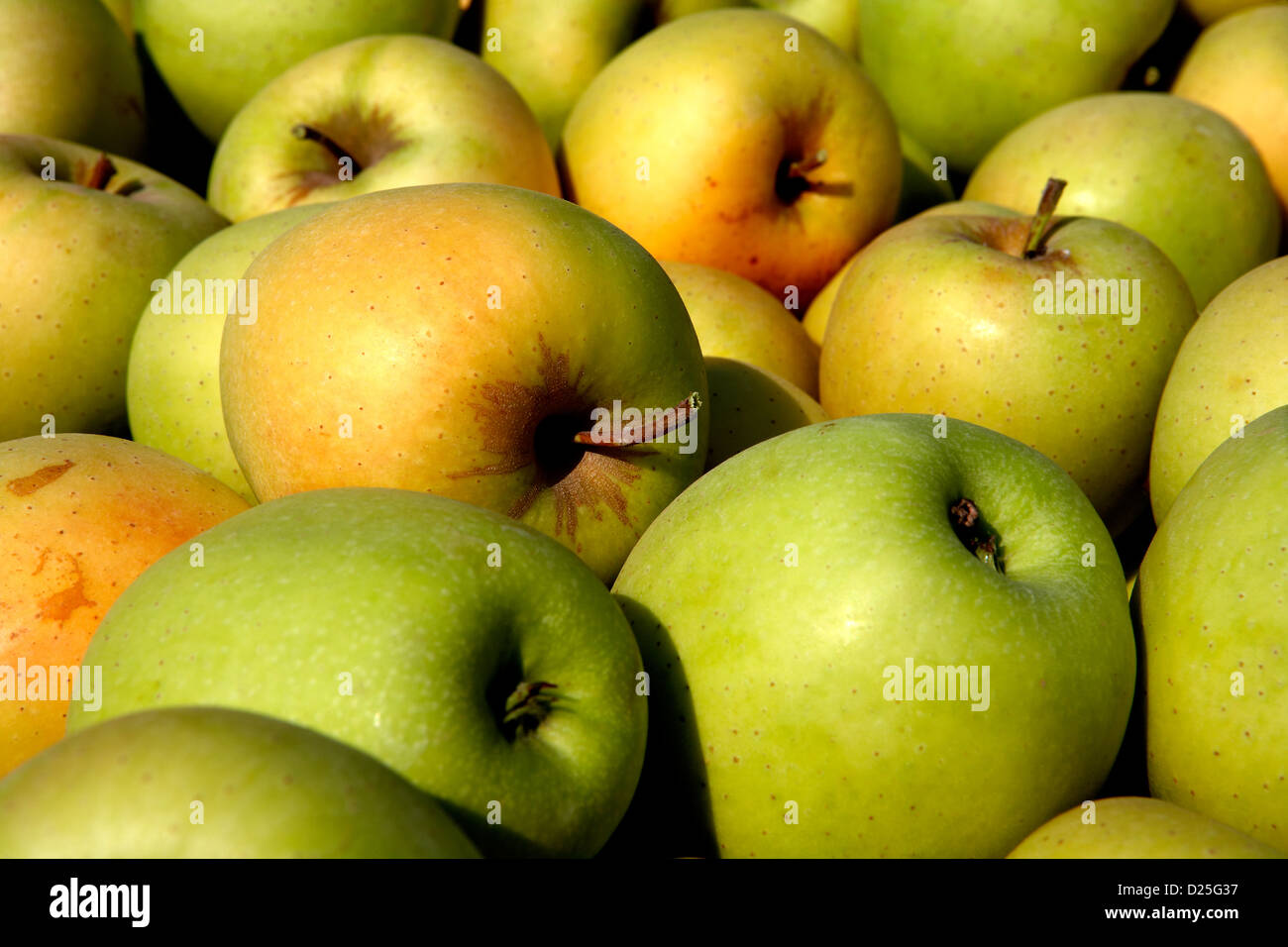 Golden apples. LLeida. Spain Stock Photo - Alamy