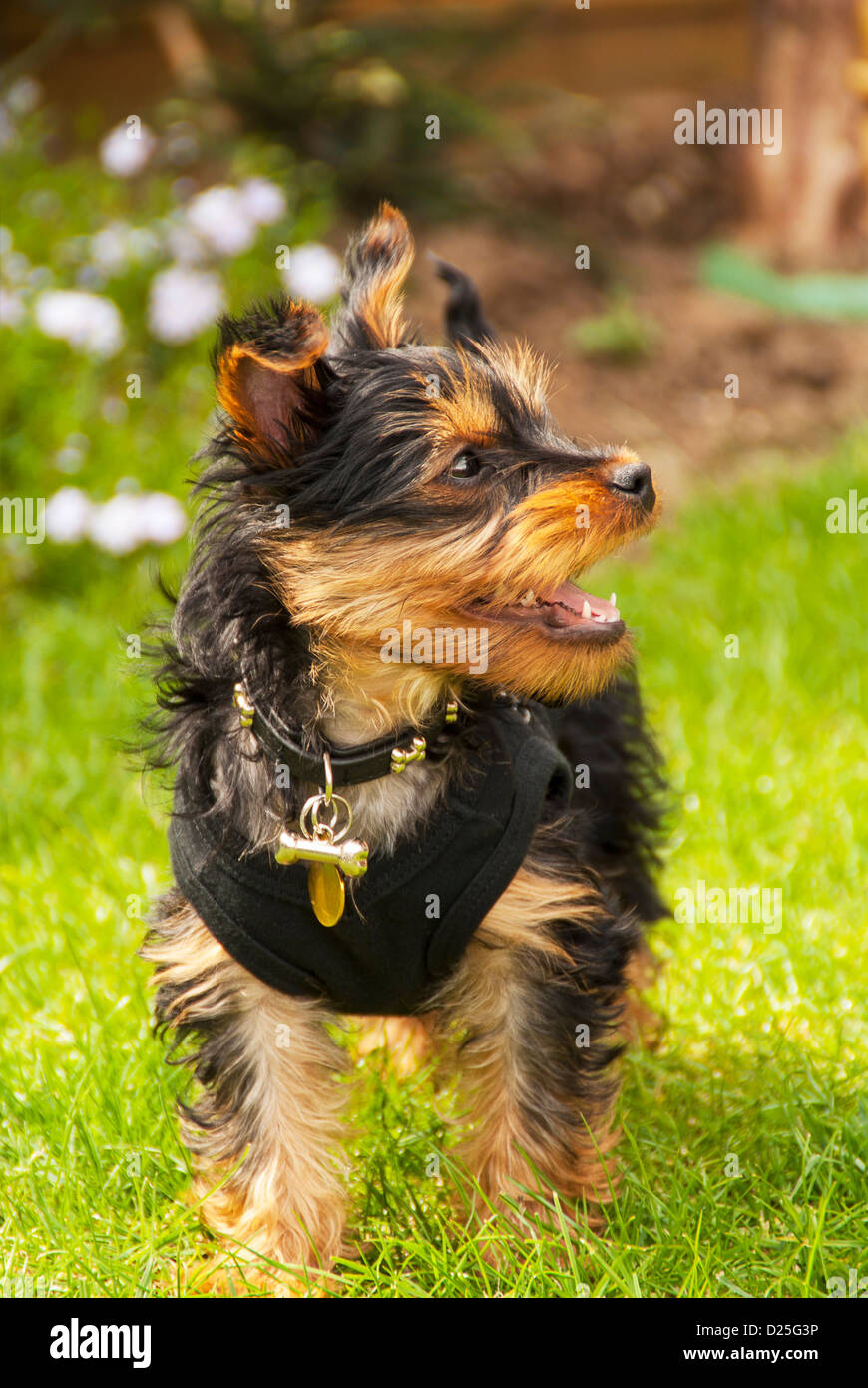 Can A Yorkie Be Kept Outside