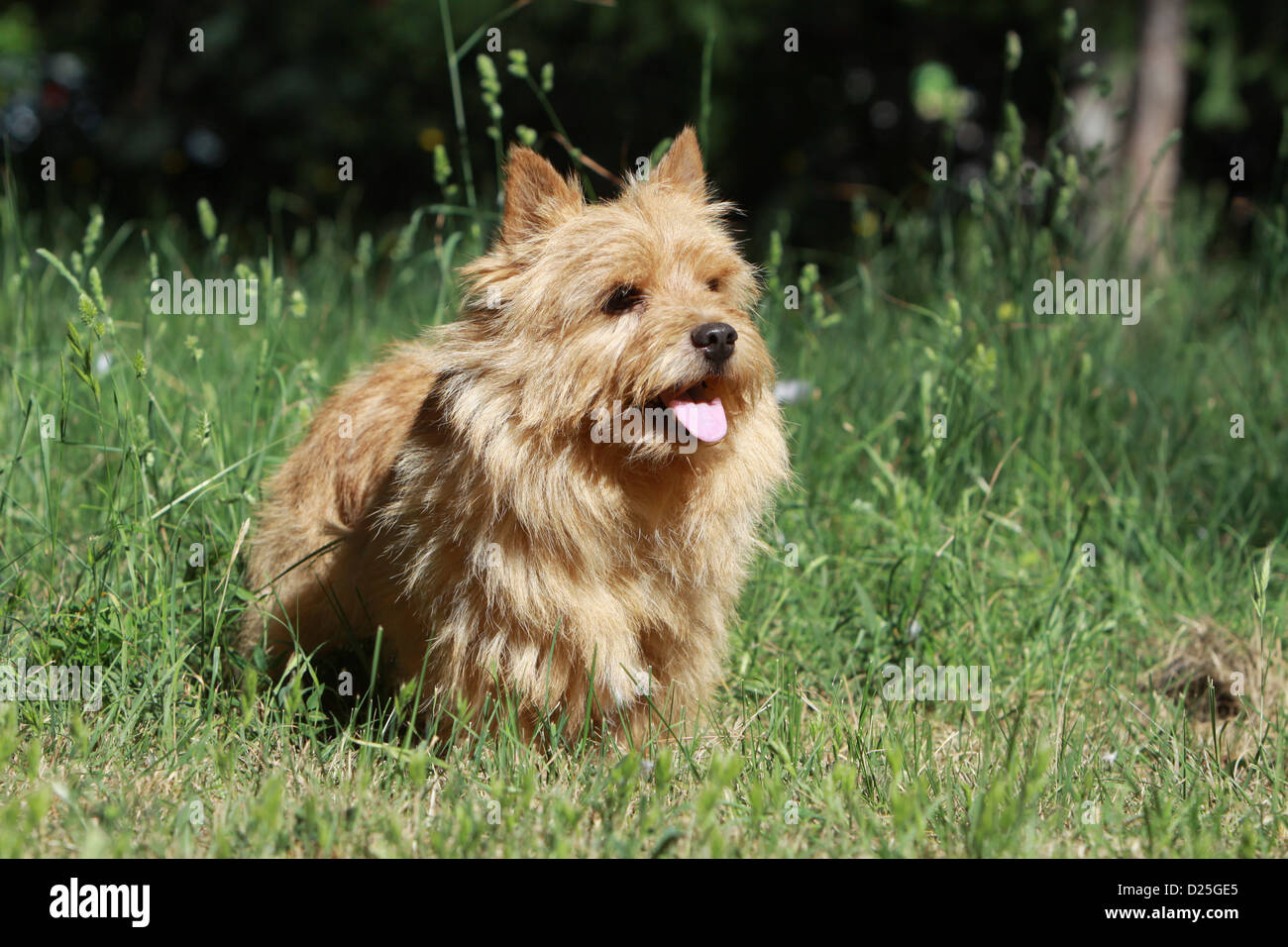 Dog norwich terrier adult standing hi-res stock photography and images ...