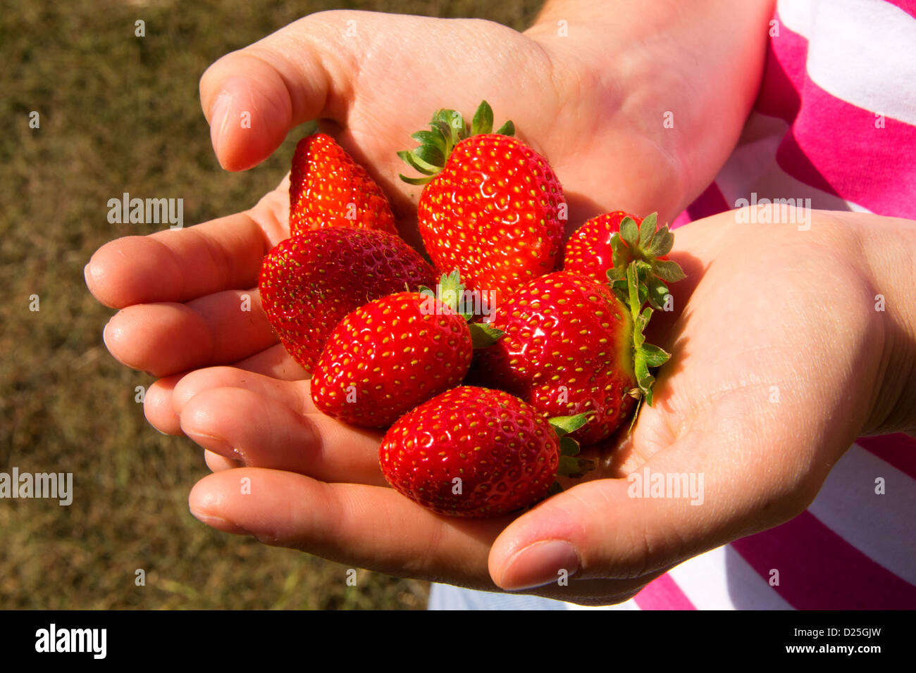 A handfull of strawberries at the sunlight Stock Photo - Alamy A handfull of strawberries at the sunlight Stock Photo - Alamy