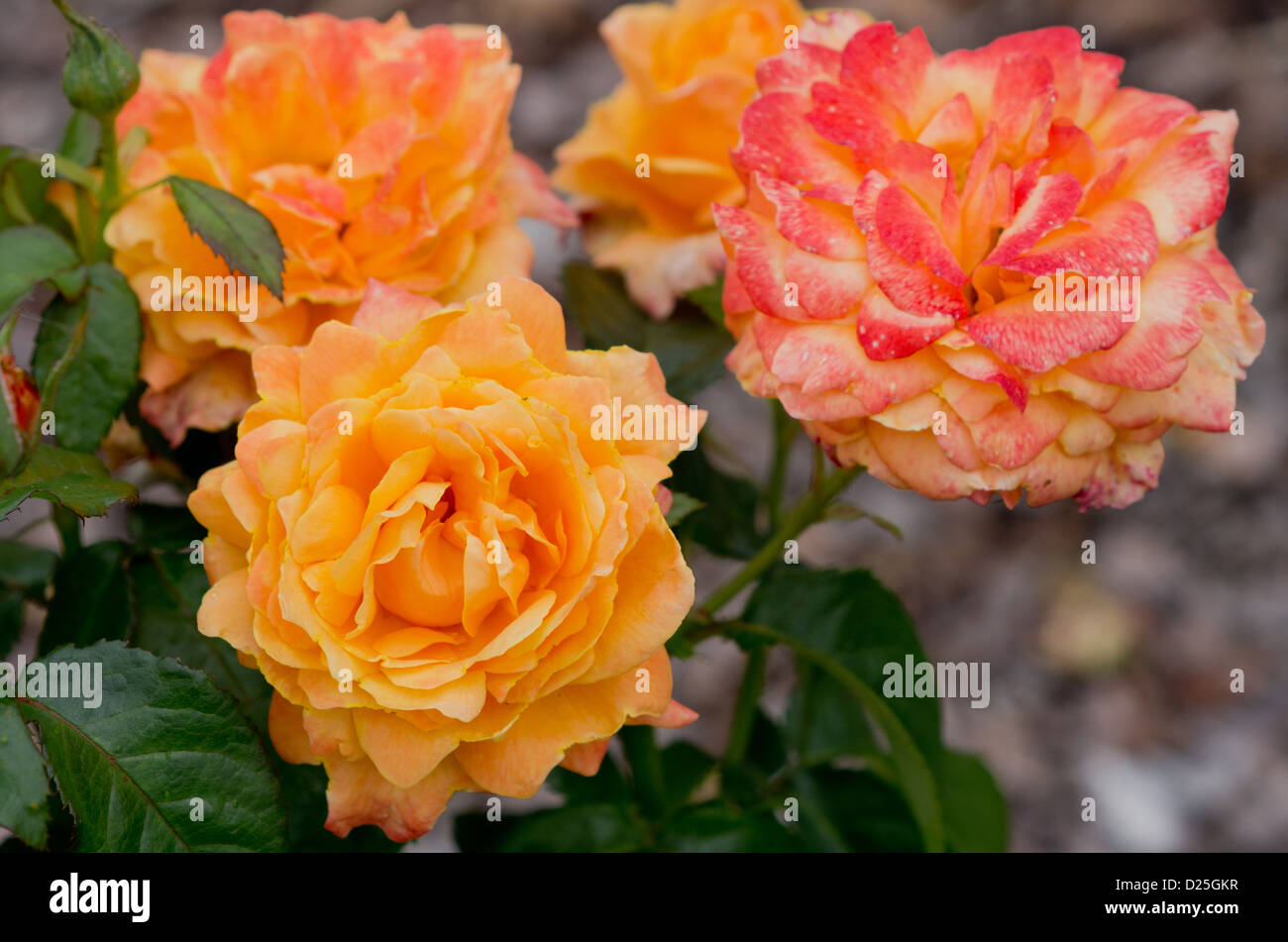 Ken gardens hi-res stock photography and images - Alamy