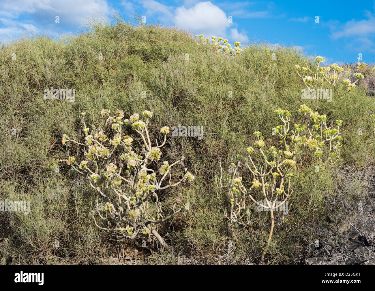 Broom and flowering verode near Goteras Volcano, La Palma, Canary ...