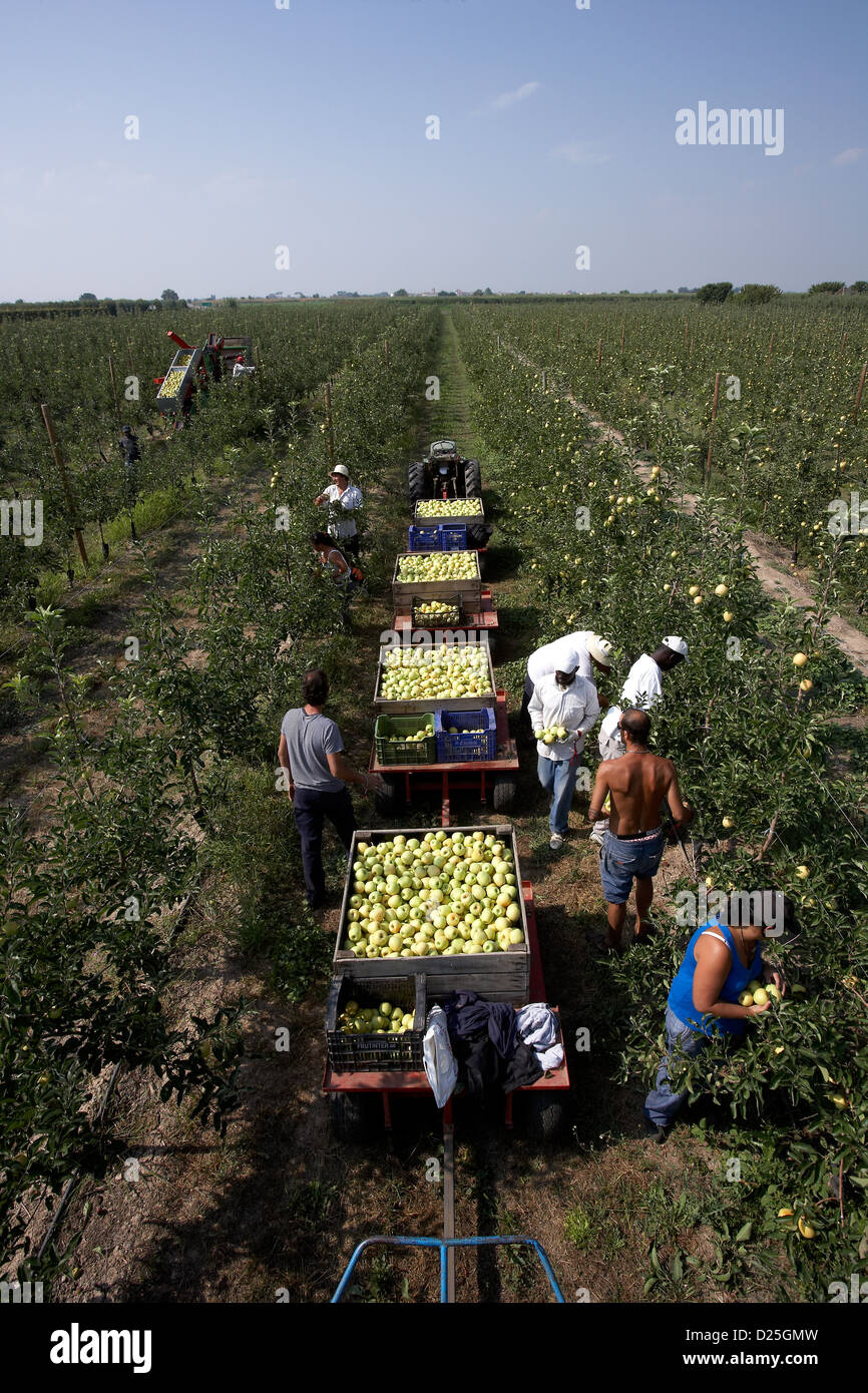 Workers collecting fruit hi-res stock photography and images - Alamy
