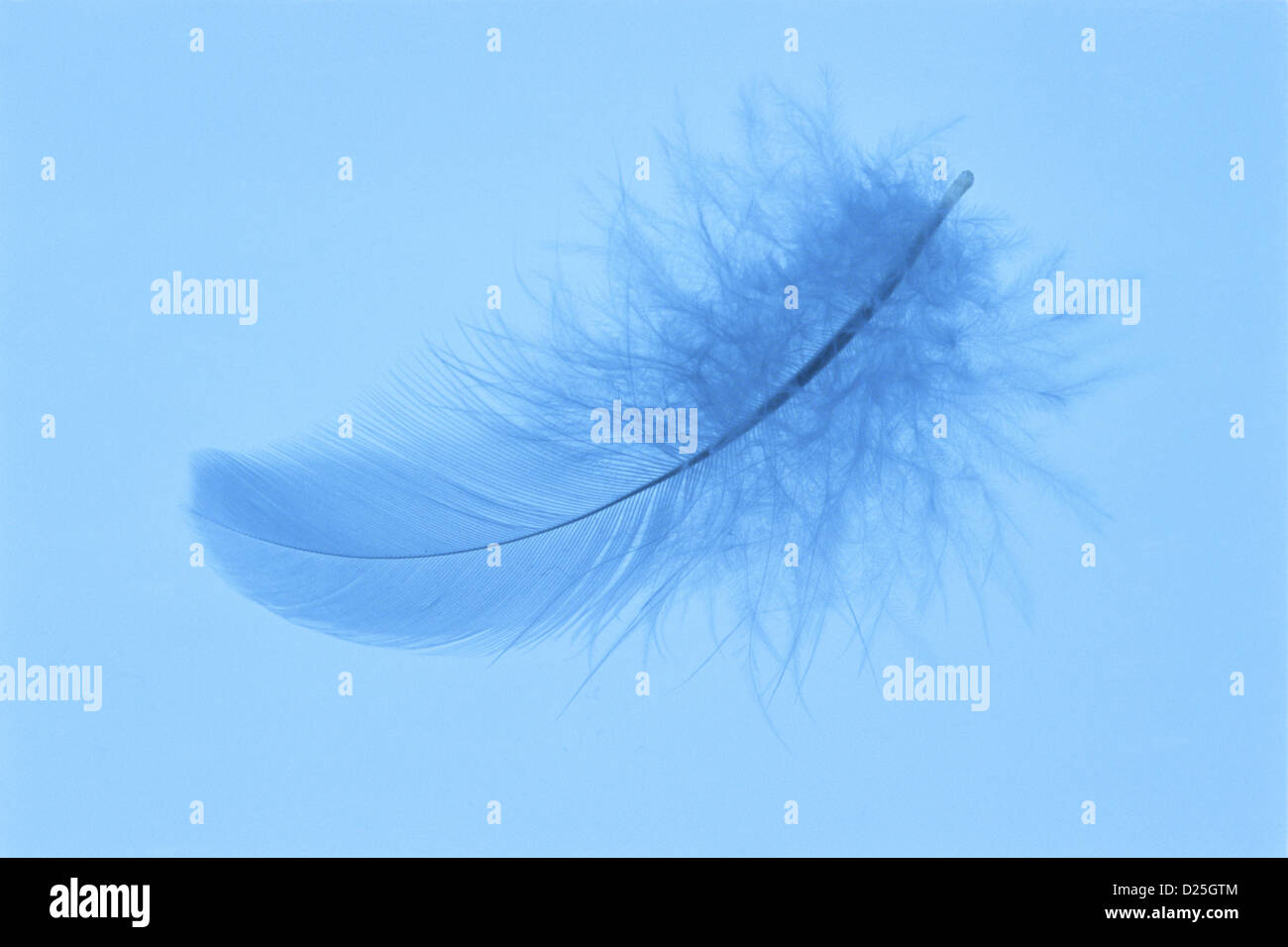 Blue feather on blue background Stock Photo - Alamy