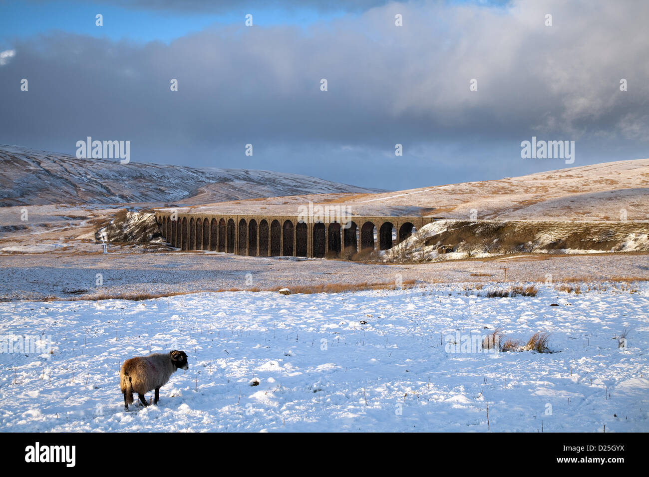 Sheep near snow ocvered Ribblehead Viaduct across the valley of the ...