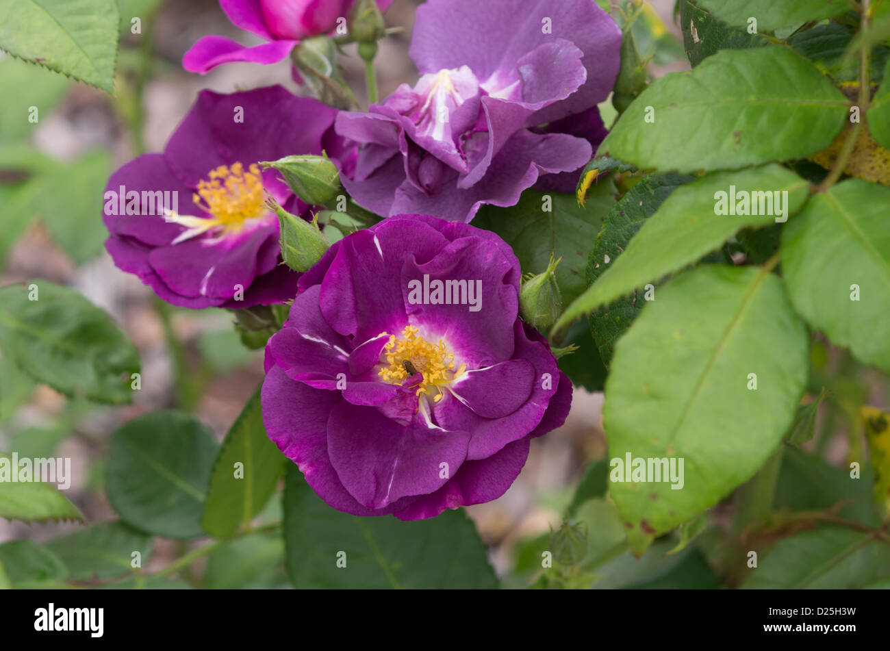 Rose "Rhapsody in Blue Stock Photo - Alamy