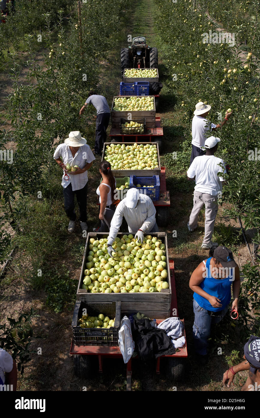 Workers collecting fruit hi-res stock photography and images - Alamy