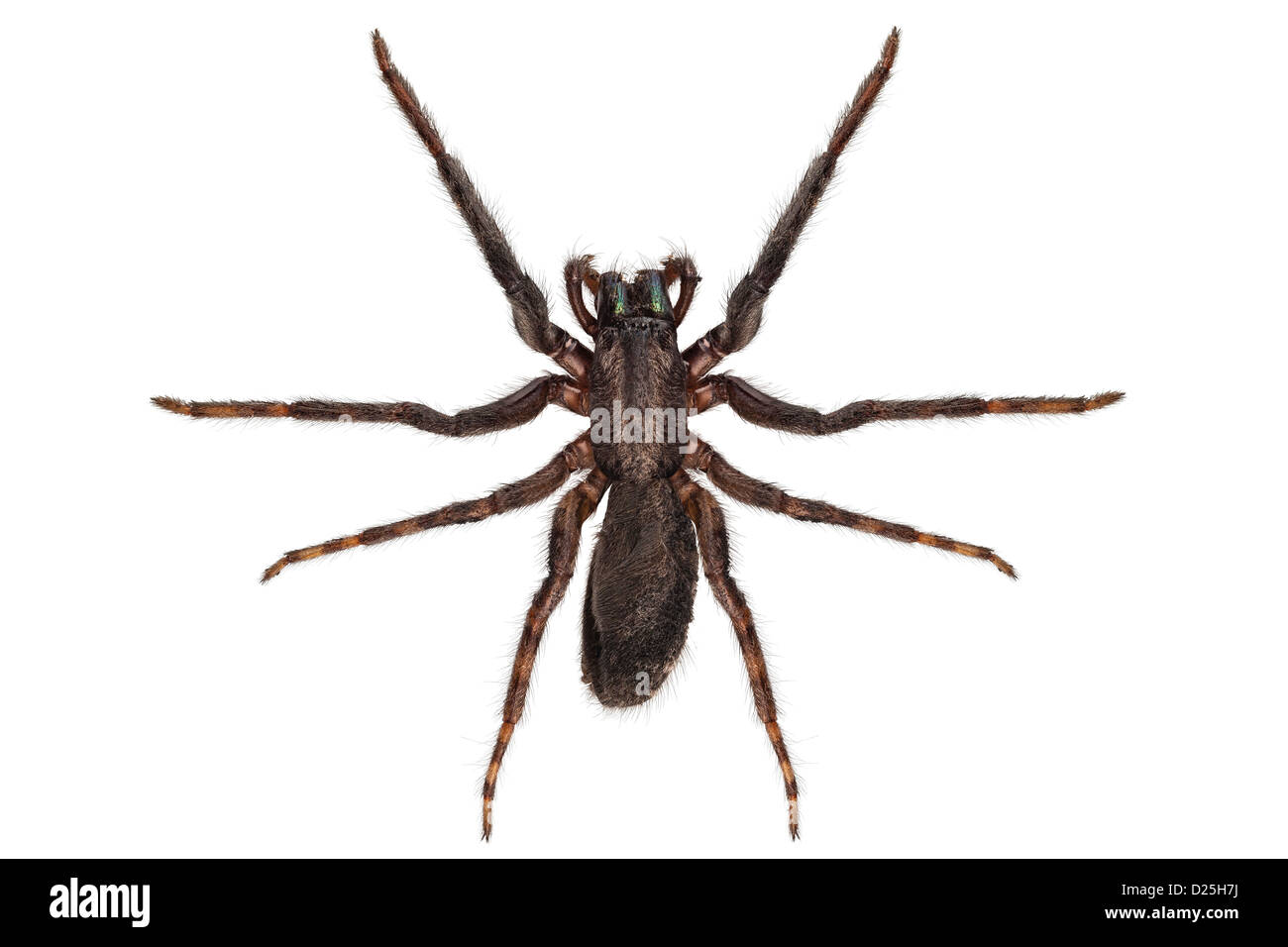 Black spider hi-res stock photography and images - Alamy