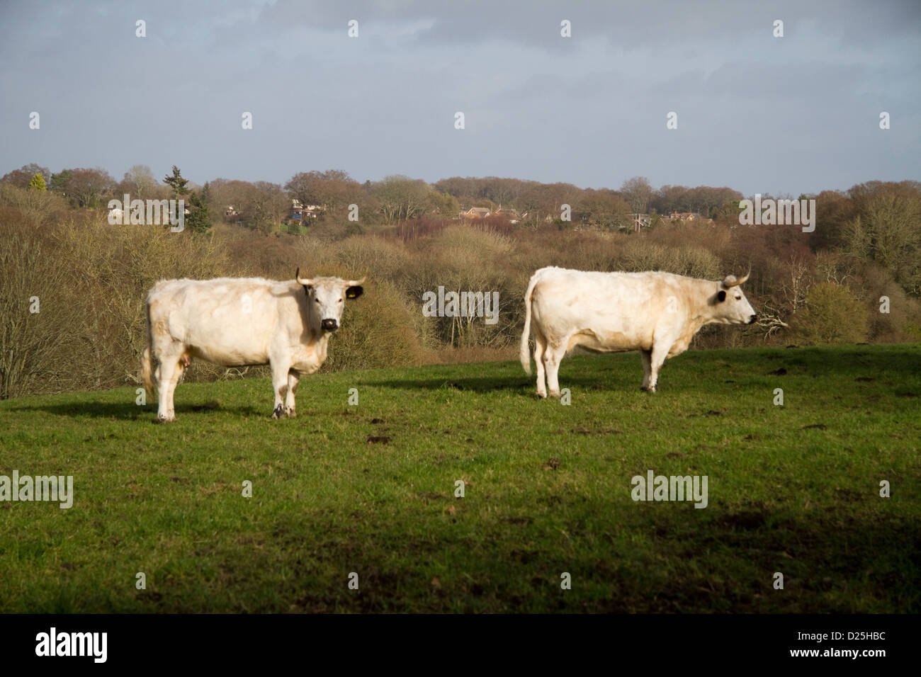 White Cows in a field Stock Photo - Alamy