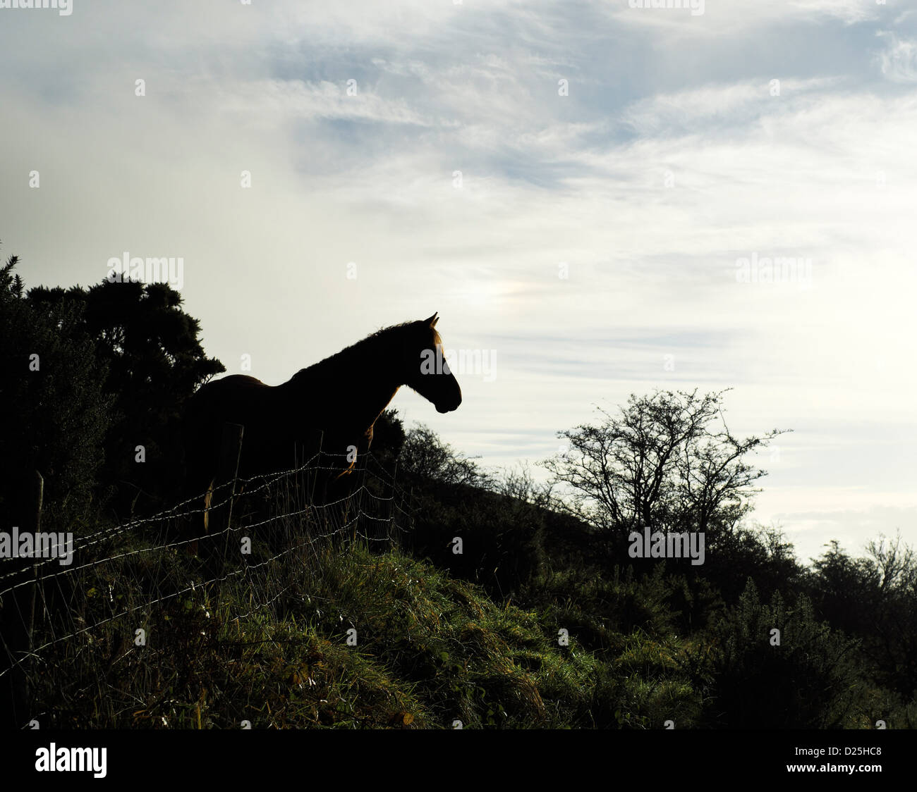 Alert horse silhouetted against sky Stock Photo - Alamy