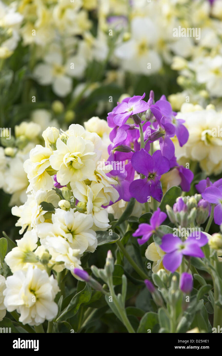 Flower field in Chikura, Chiba Prefecture Stock Photo - Alamy