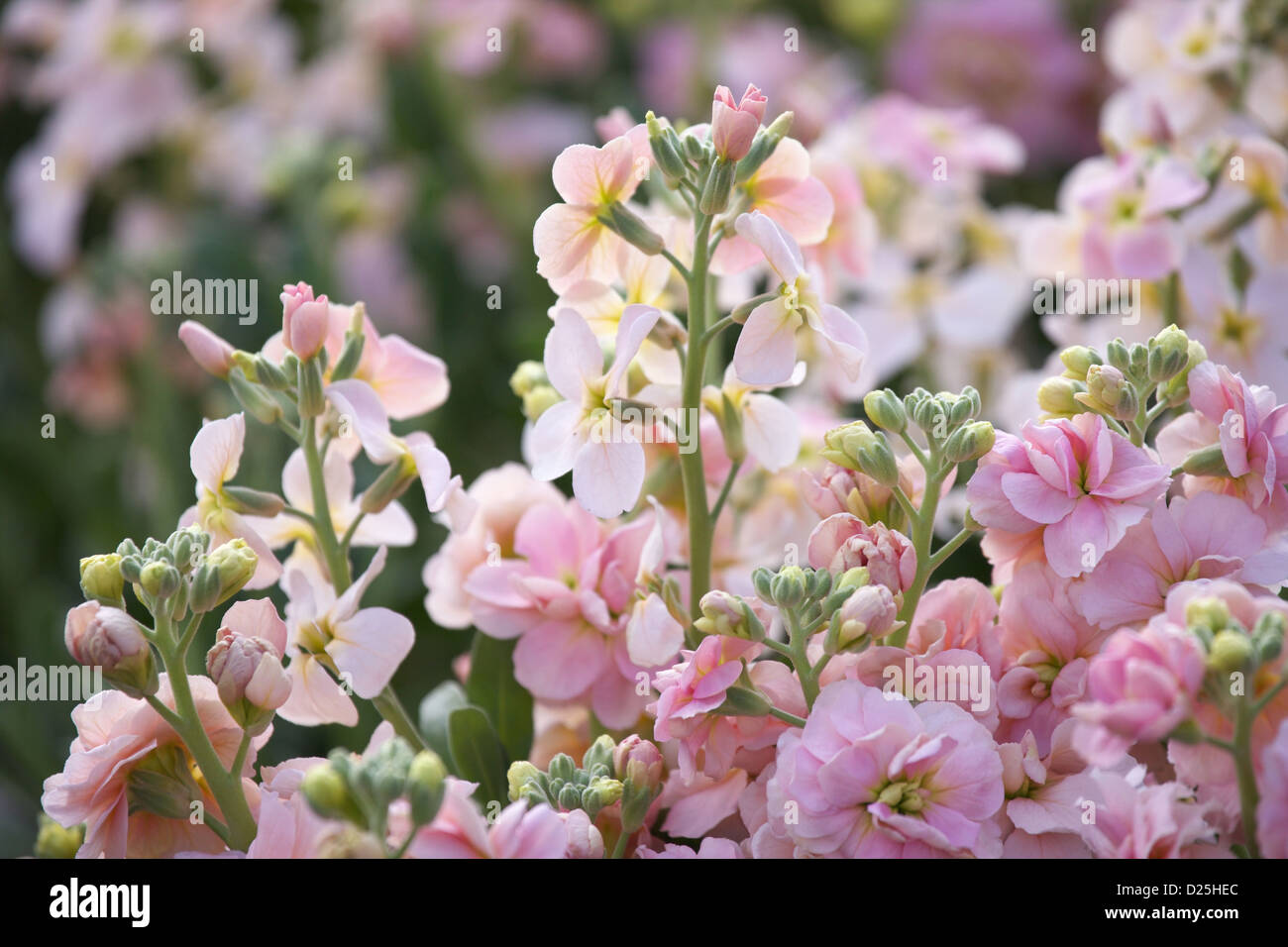 Flower field in Chikura, Chiba Prefecture Stock Photo - Alamy