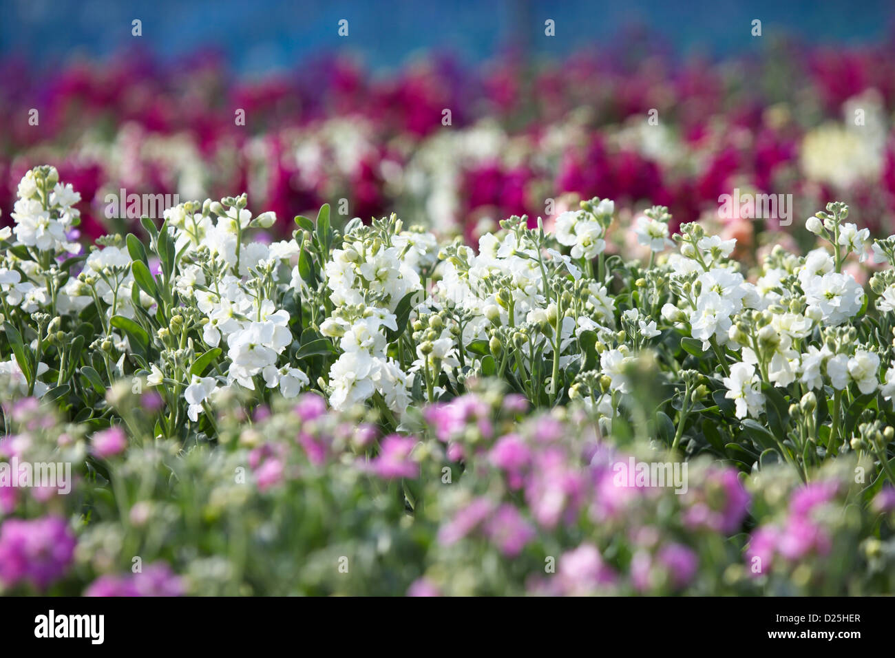 Flower field in Chikura, Chiba Prefecture Stock Photo - Alamy