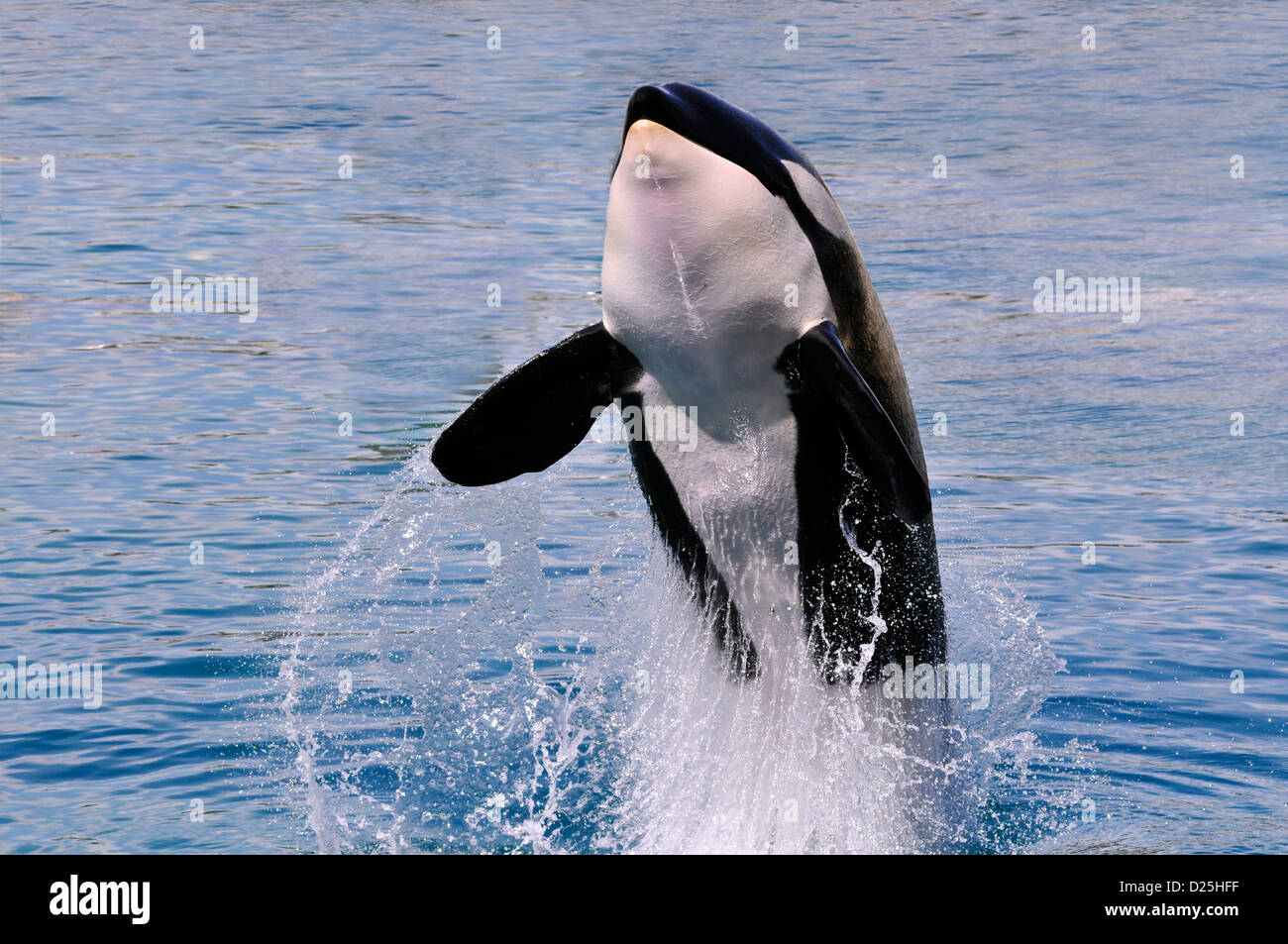 Front killer whale (Orcinus orca) jumping out of blue water Stock Photo ...