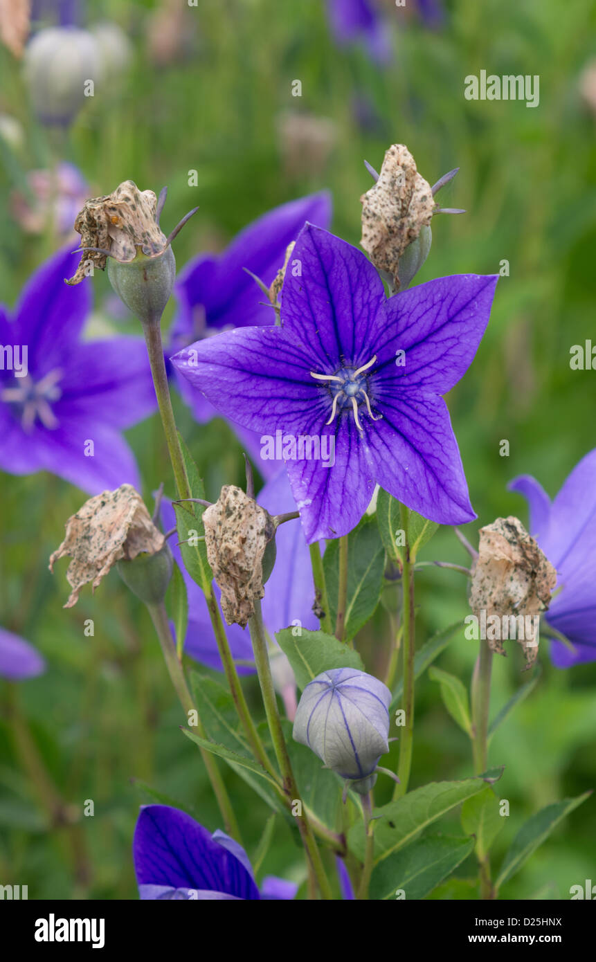 Platycodon grandiflorus "Fuji Blue Stock Photo - Alamy