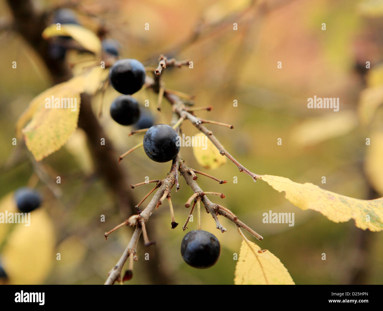 branch of sloe, autumn background (Prunus spinosa Stock Photo - Alamy
