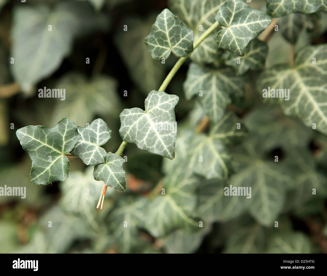 Green ivy (Hedera helix Glacier Stock Photo - Alamy