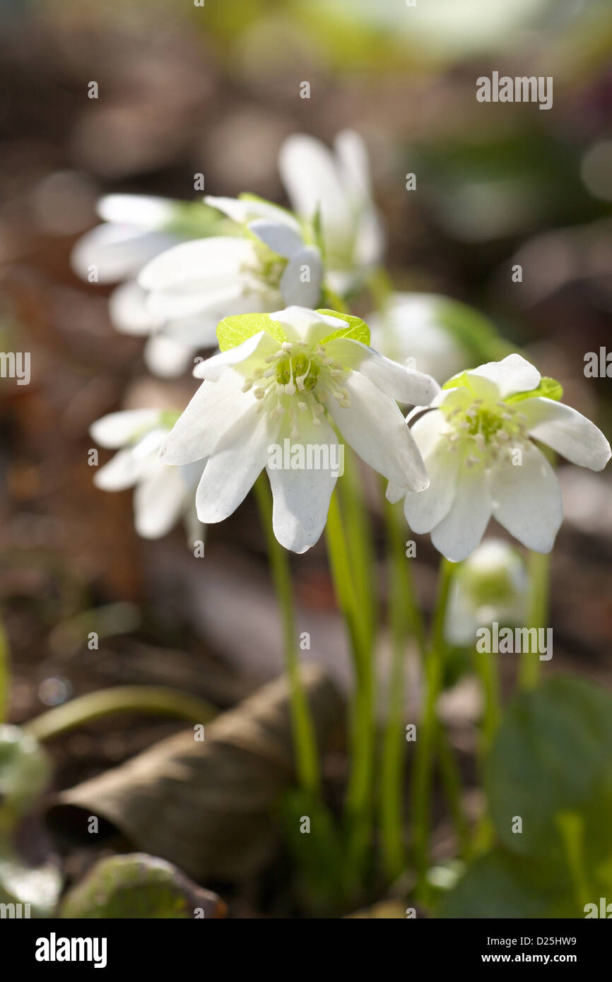 Hepatica hi-res stock photography and images - Alamy