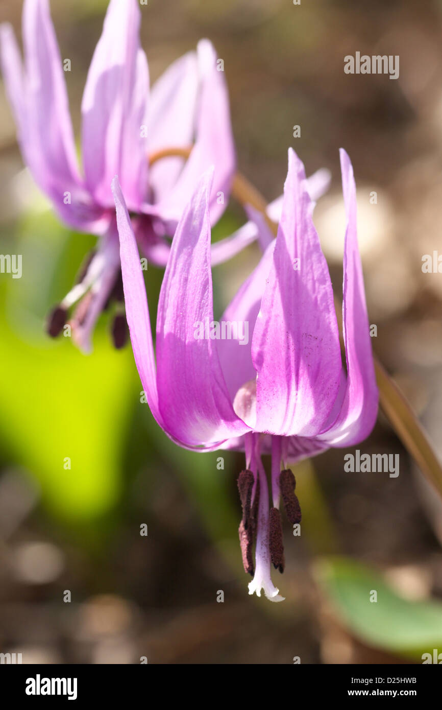 Japanese dogs tooth violet flowers Stock Photo - Alamy