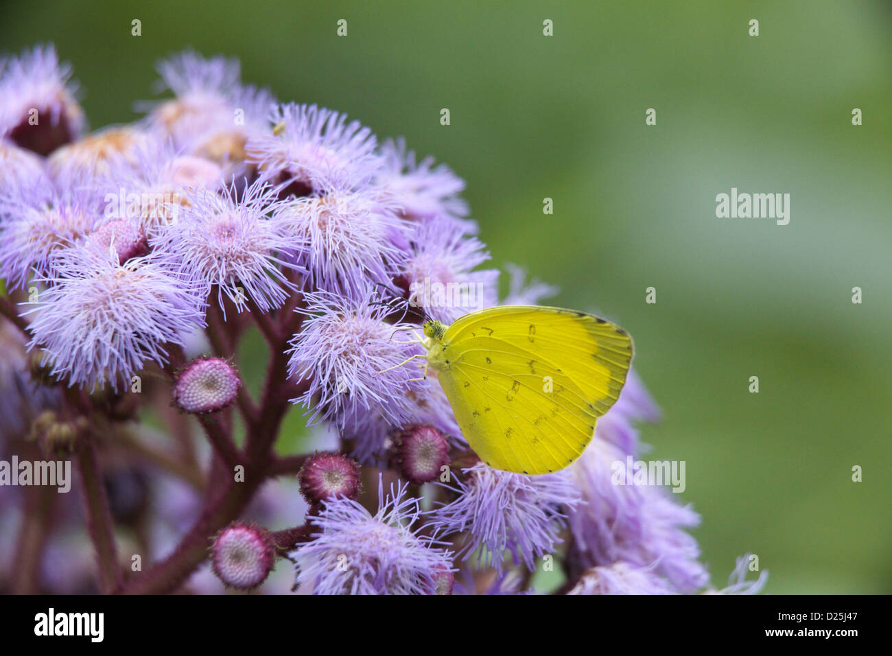 Large yellow butterfly hi-res stock photography and images - Alamy