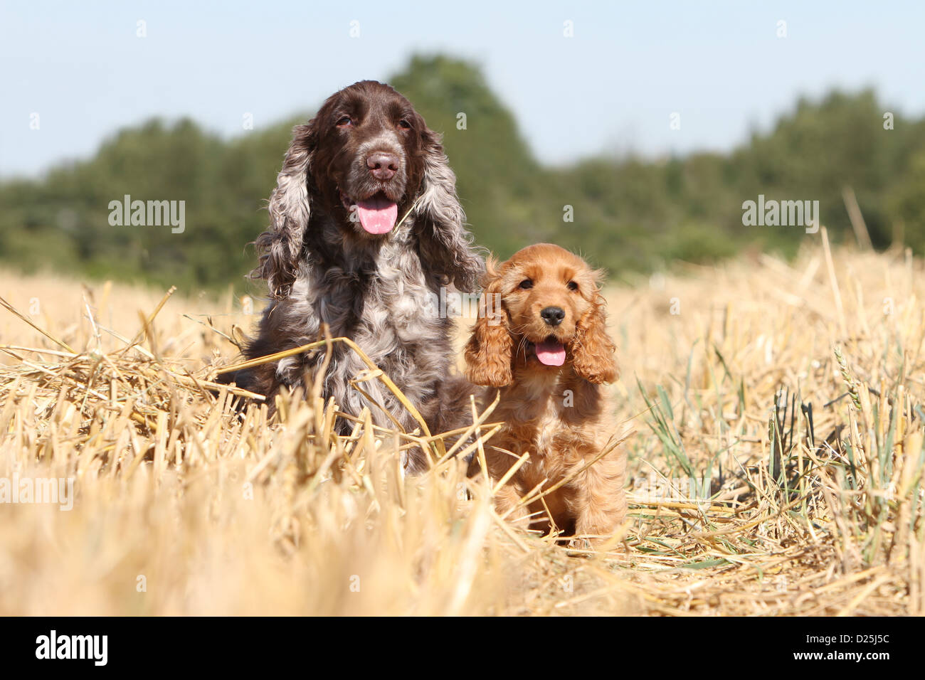 Dog English Cocker Spaniel adult and puppy (liver roan and red) sitting ...