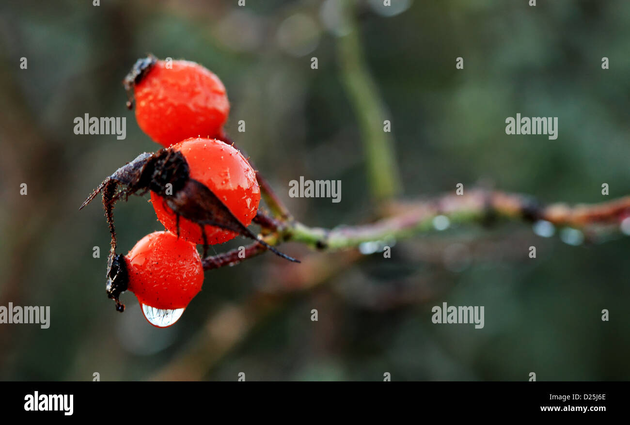 fruit of rose hips in autumn (Rosaceae Stock Photo - Alamy