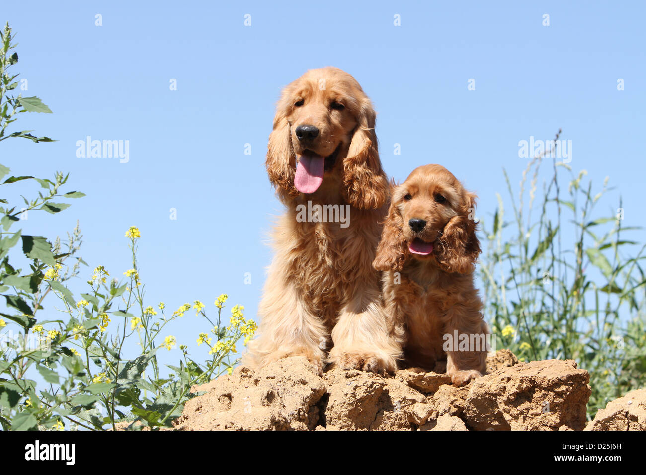 Dog English Cocker Spaniel adult and puppy (red) sitting on the ground ...