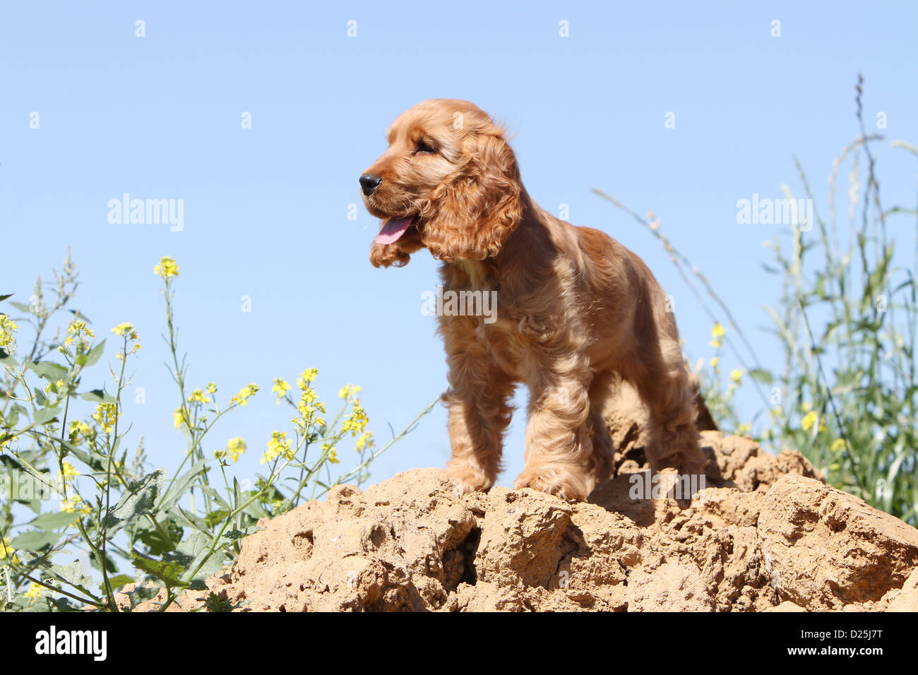 Dog English Cocker Spaniel puppy (red) standing on the ground Stock ...