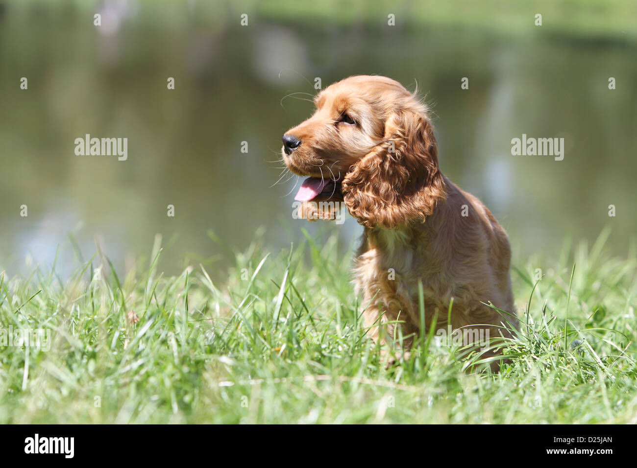 Dog English Cocker Spaniel puppy (red) sitting in the grass Stock Photo ...