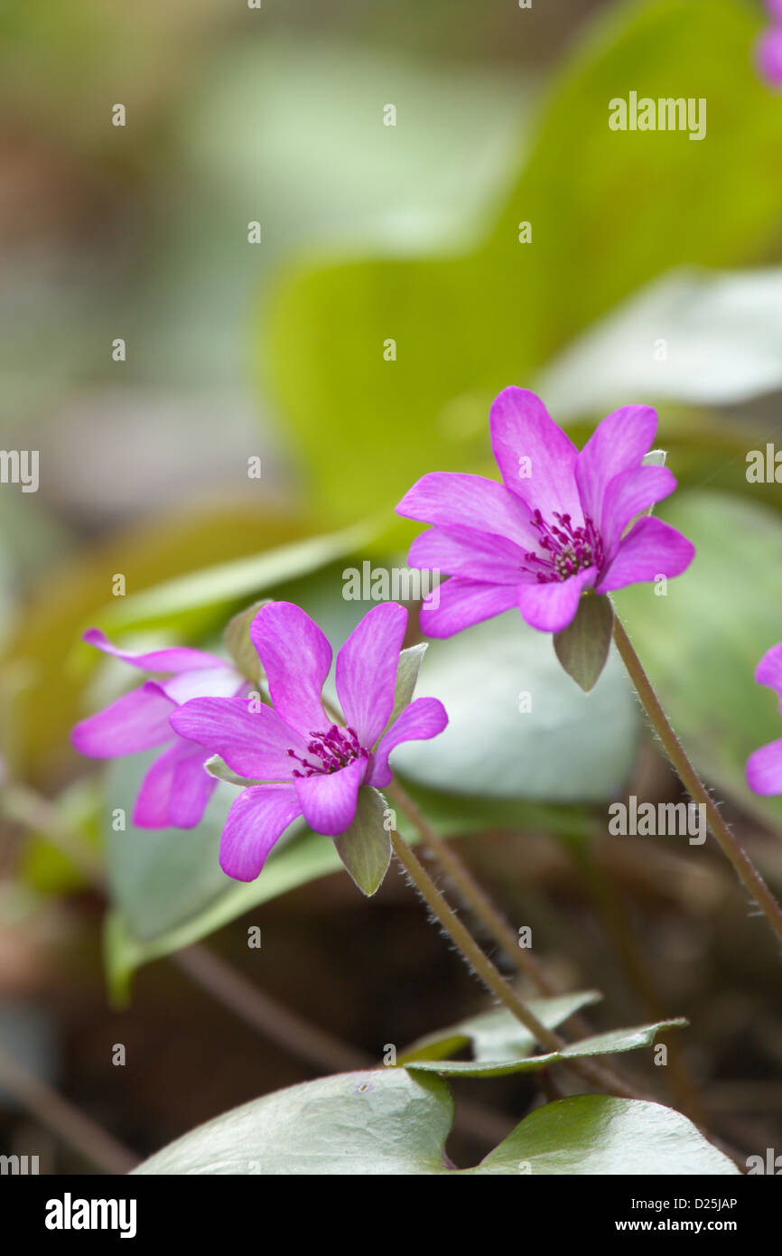 Hepatica flowers hi-res stock photography and images - Alamy