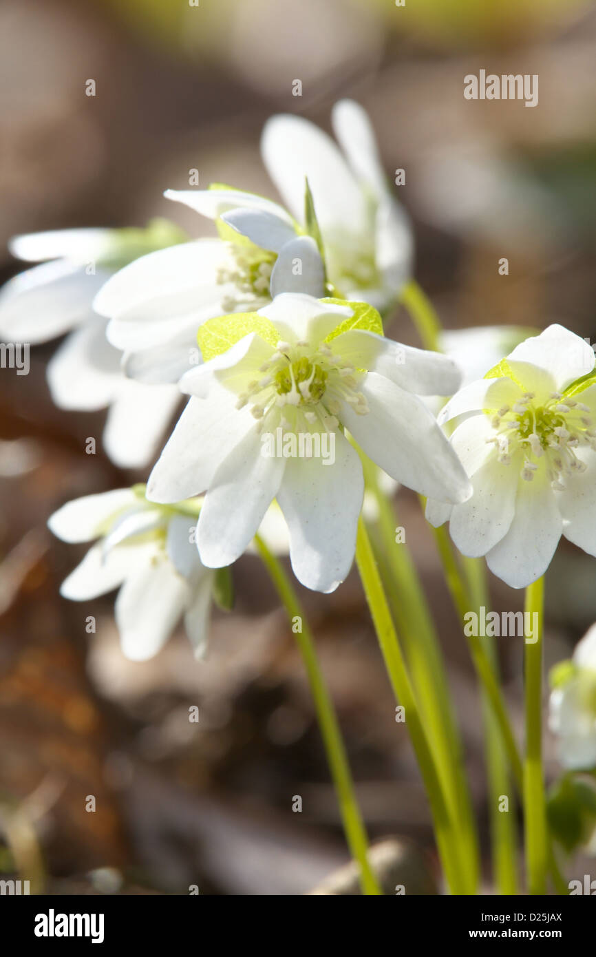 Hepatica hi-res stock photography and images - Alamy