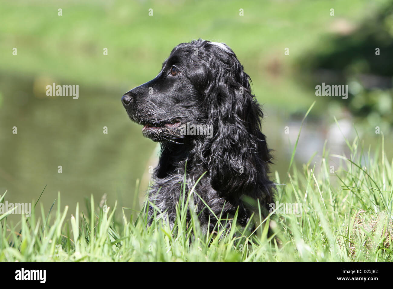 Dog English Cocker Spaniel adult (blue roan) portrait Stock Photo - Alamy