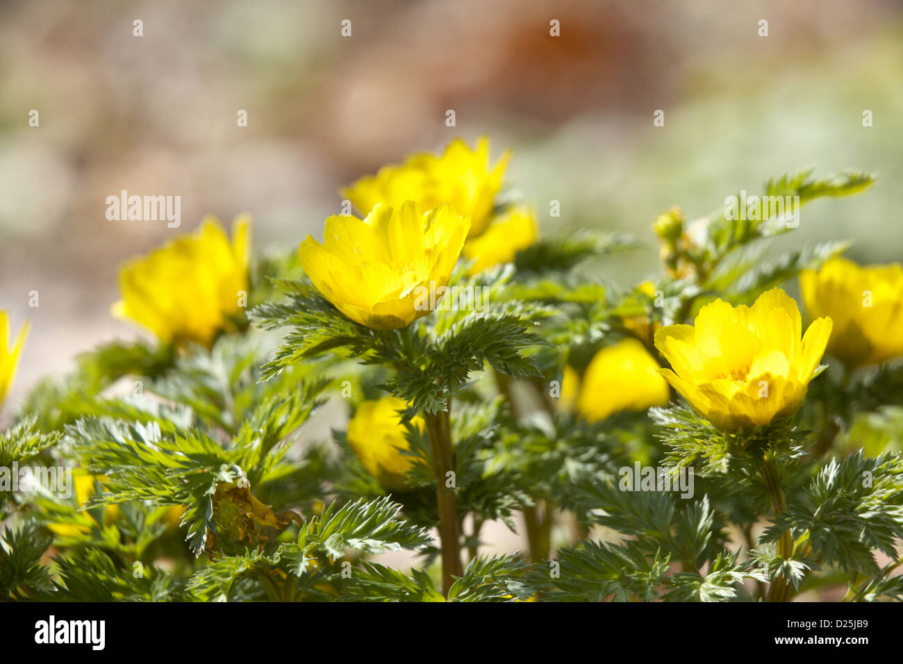 Adonis flowers hi-res stock photography and images - Alamy