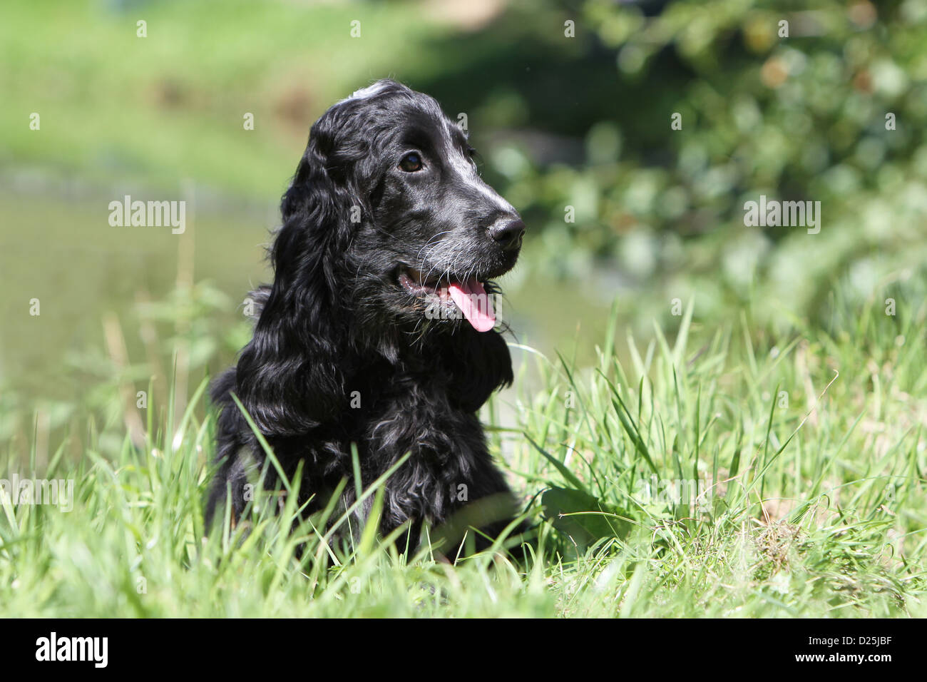 Field spaniel profile hi-res stock photography and images - Alamy