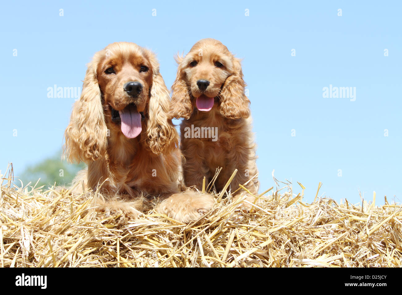 Dog English Cocker Spaniel adult and puppy (red) sitting on the straw ...