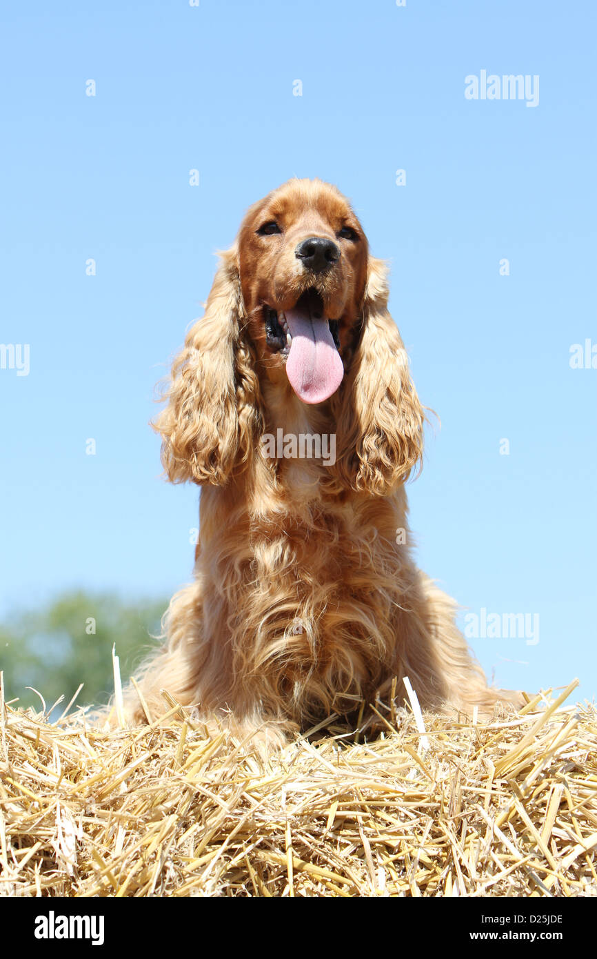 Dog English Cocker Spaniel adult (red) sitting on the straw Stock Photo ...