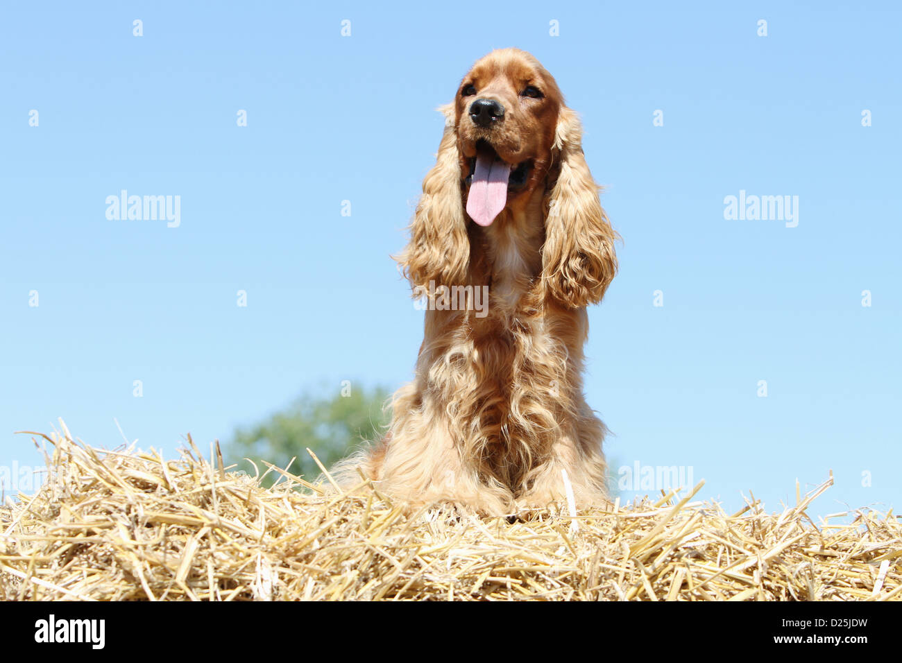 Dog English Cocker Spaniel adult (red) sitting on the straw Stock Photo ...