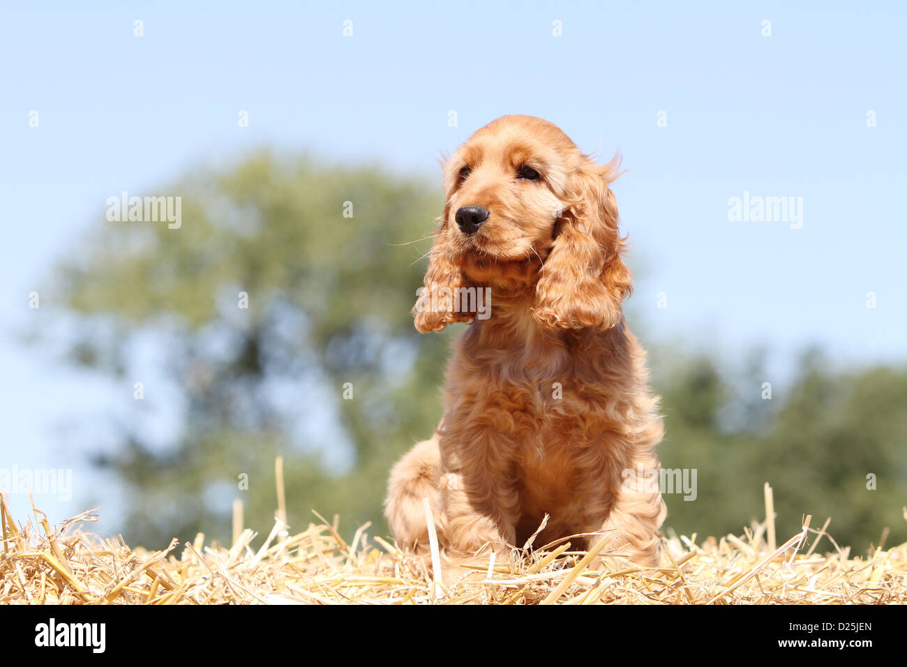 Dog English Cocker Spaniel puppy (red) sitting on the straw Stock Photo ...