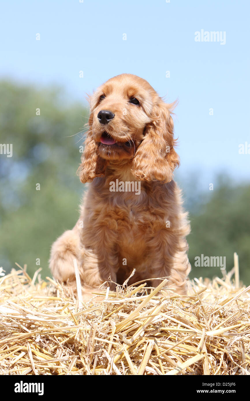 Dog English Cocker Spaniel puppy (red) sitting on the straw Stock Photo ...