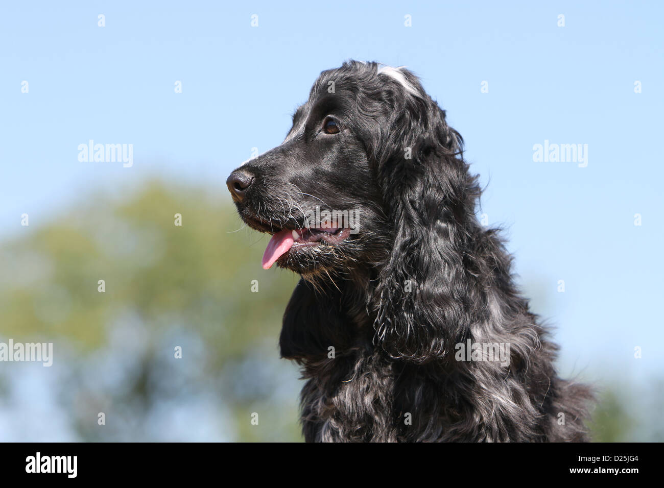 Dog English Cocker Spaniel adult (blue roan) portrait Stock Photo - Alamy
