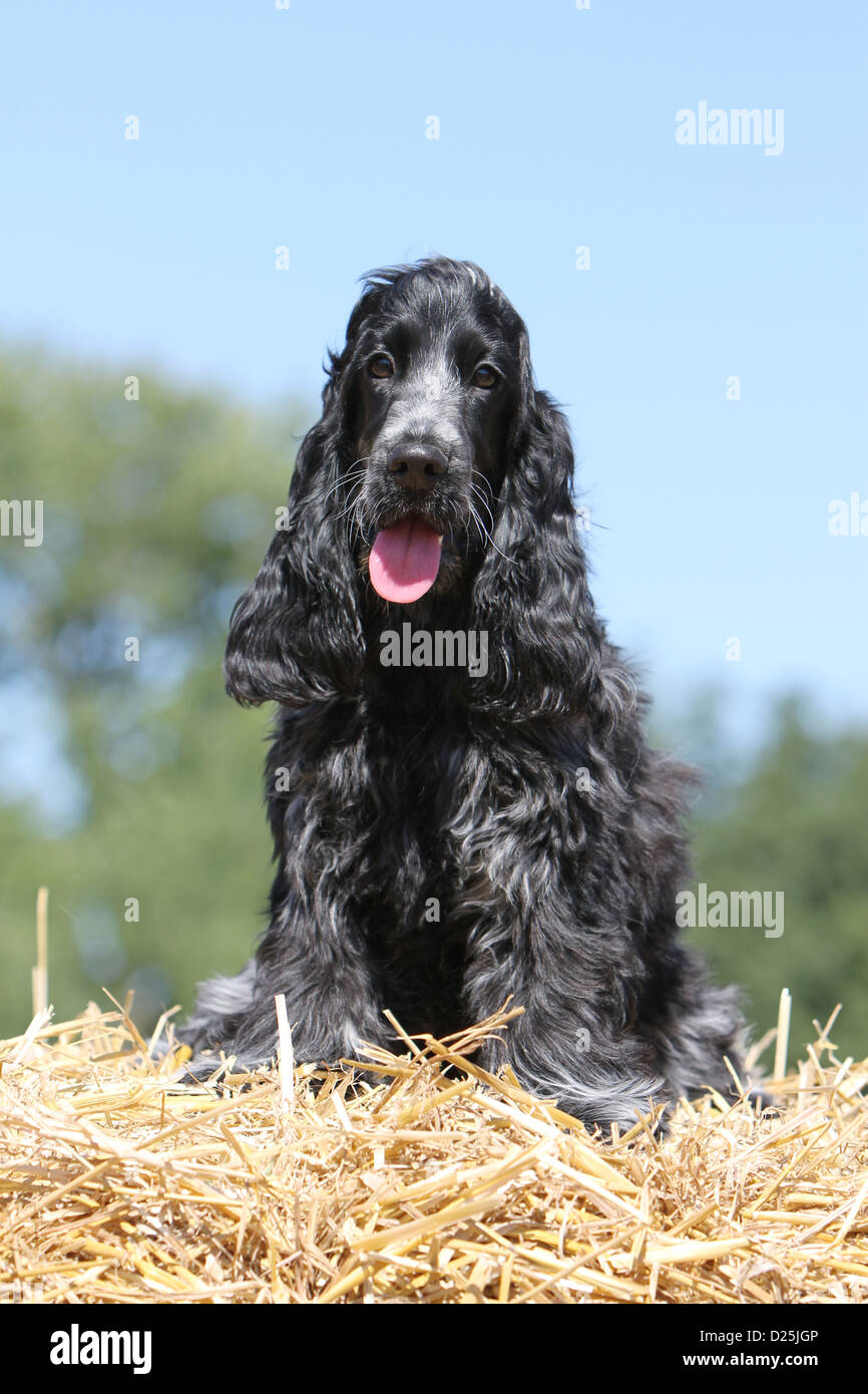 Blue Roan English Cocker Spaniel