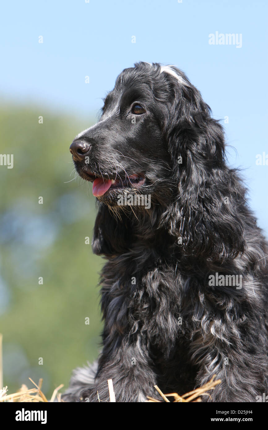 Blue roan dog hi-res stock photography and images - Alamy