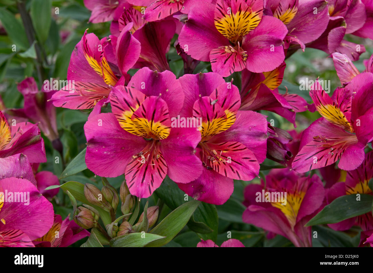 Adonis flowers hi-res stock photography and images - Alamy