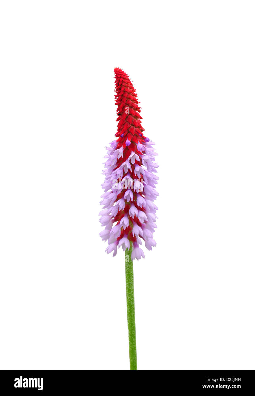 Orchid primrose (Primula vialii Stock Photo - Alamy