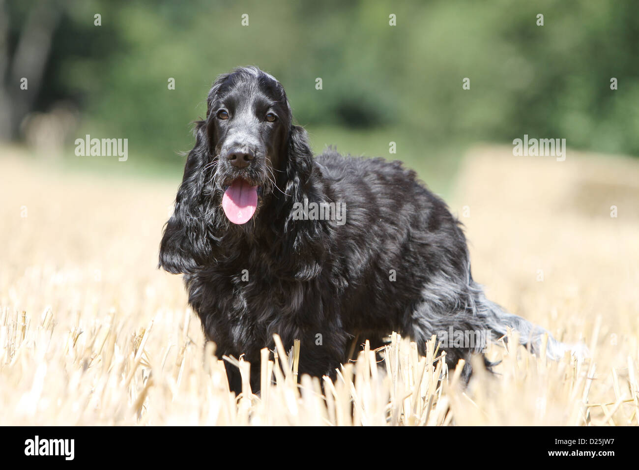 Dog English Cocker Spaniel adult (blue roan) standing in a field Stock ...