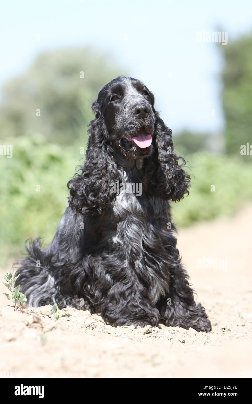 Dog English Cocker Spaniel adult (blue roan) sitting Stock Photo - Alamy