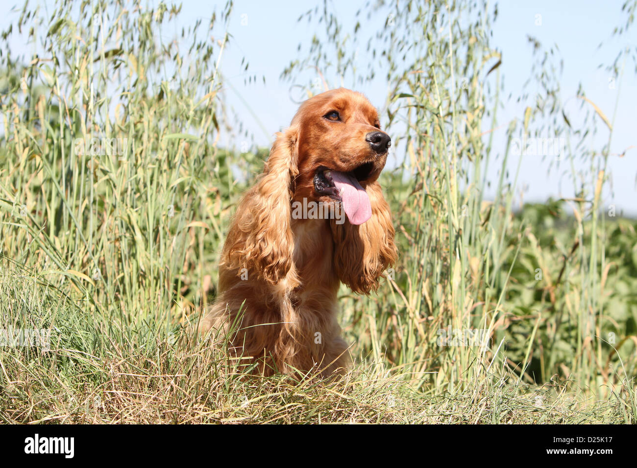 Dog English Cocker Spaniel adult (red) sitting in a meadow Stock Photo ...