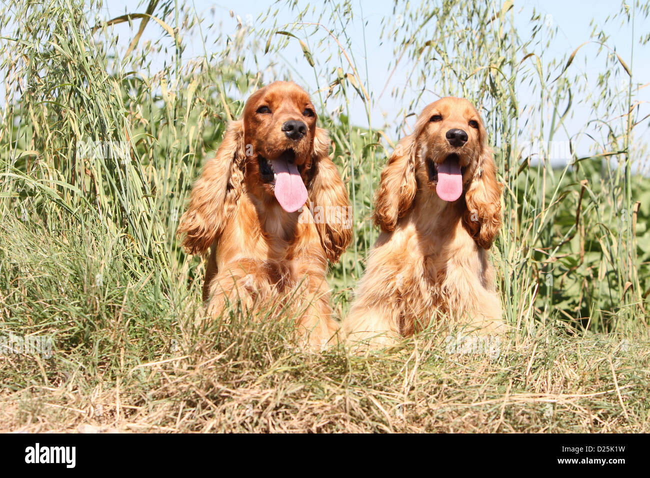 Dog English Cocker Spaniel two adults (red) sitting in a meadow Stock ...